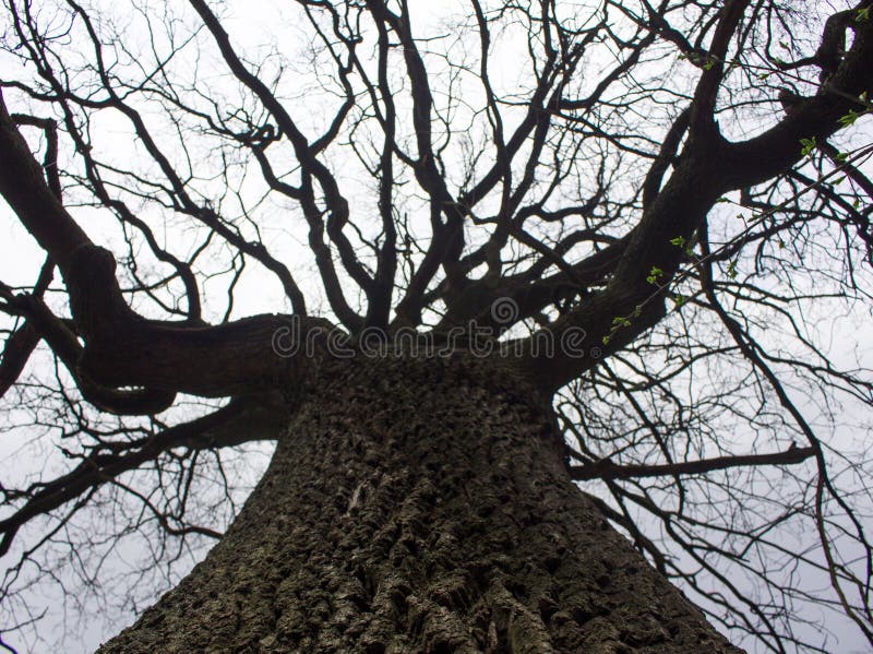 Big oak stock photo. Image of majestic, leaf, park, background - 217028168