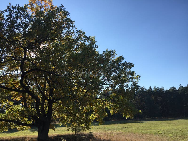 Big oak on a field stock photo. Image of beautiful, grow - 66308404