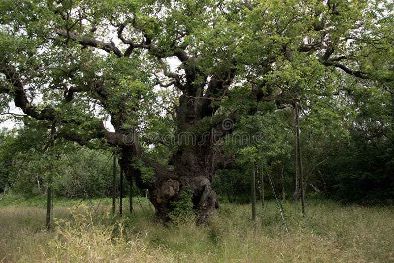 The Big Oak in Sherwood Forest, Nottingham, UK Stock Photo - Image of ...