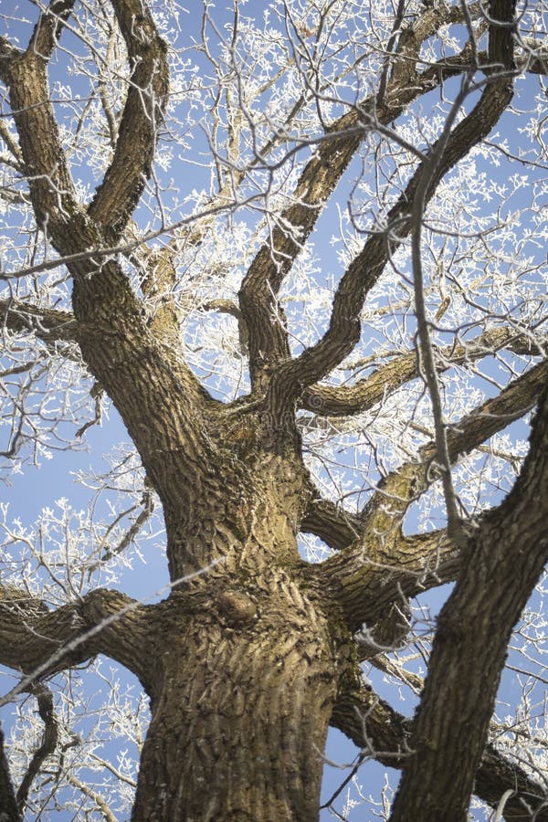 Big oak. a strong tree stock photo. Image of blue, large - 339708158