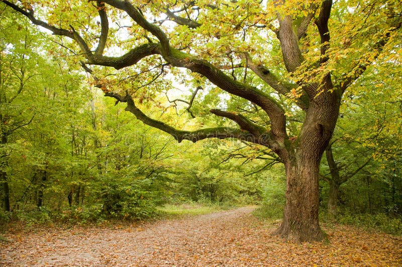 Big oak tree stock image. Image of green, meadow, ecology - 6834357