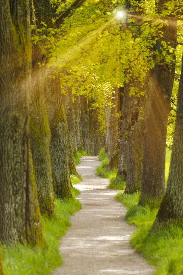 Big Oak Tree Alley with Foot Path Stock Image - Image of foliage ...