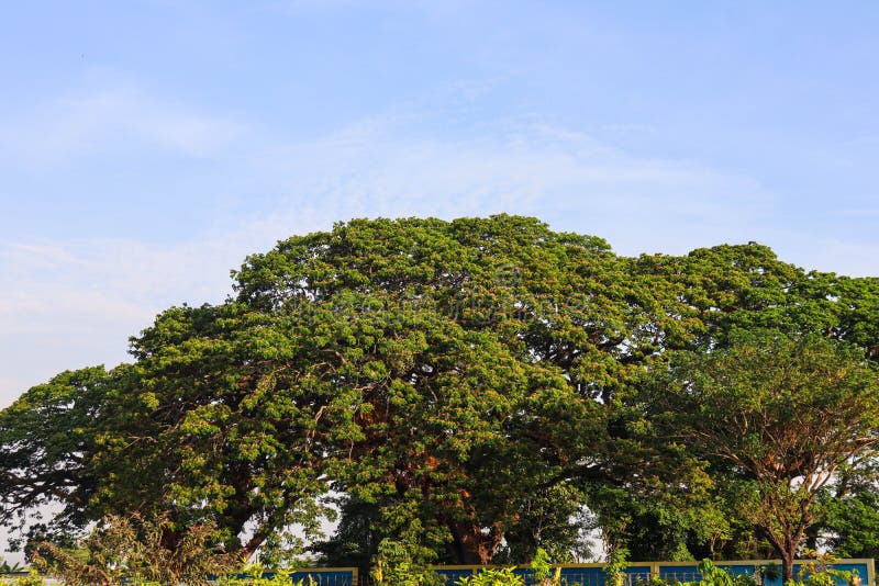 A Big Oak Tree Alone with a Clear Sky. Stock Image - Image of tree ...
