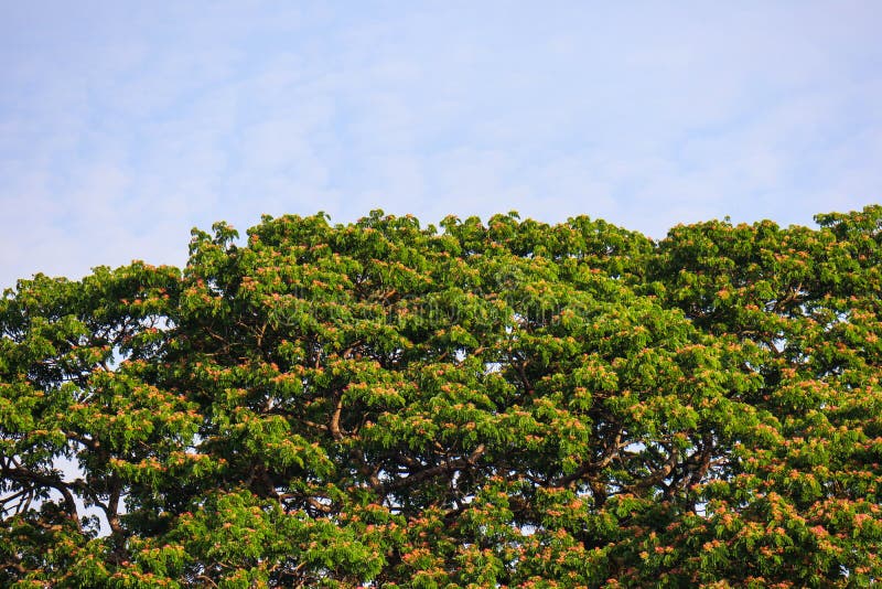 A Big Oak Tree Alone with a Clear Sky Stock Image - Image of blue, tree ...
