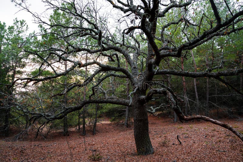 145 Oak Sprawling Tree Stock Photos - Free & Royalty-Free Stock Photos ...