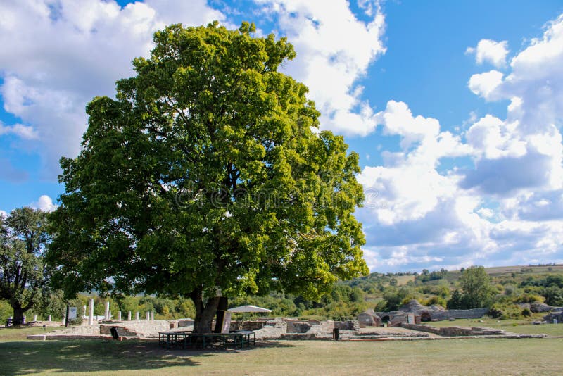 Big Oak Tree and Blue Sky with Clouds Behind Stock Image - Image of ...