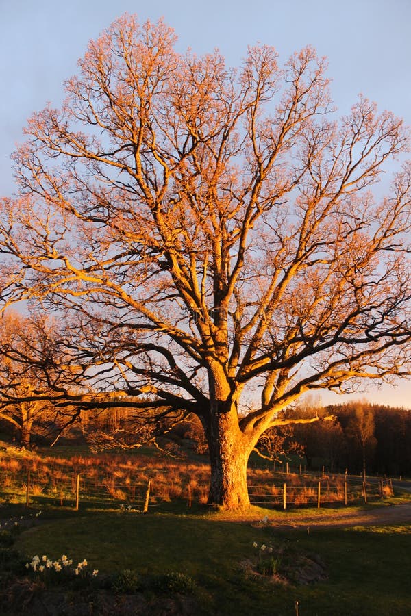 Big Oak Tree Branches Lit by Sunset Light Stock Image - Image of light ...