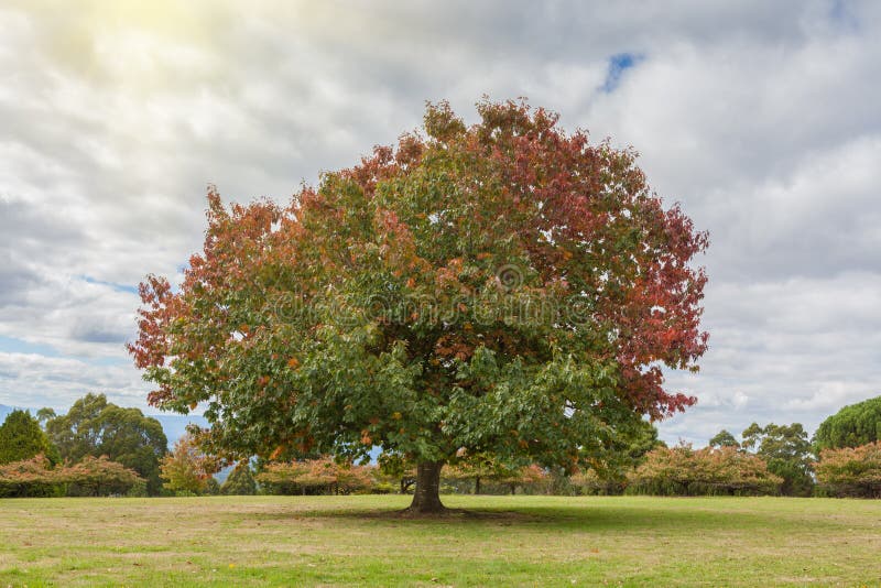 Big Oak Tree on Green Grass in Autumn Stock Image - Image of australia ...