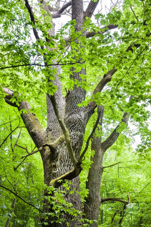 Big Oak Tree in Green Spring Forest Stock Image - Image of color ...