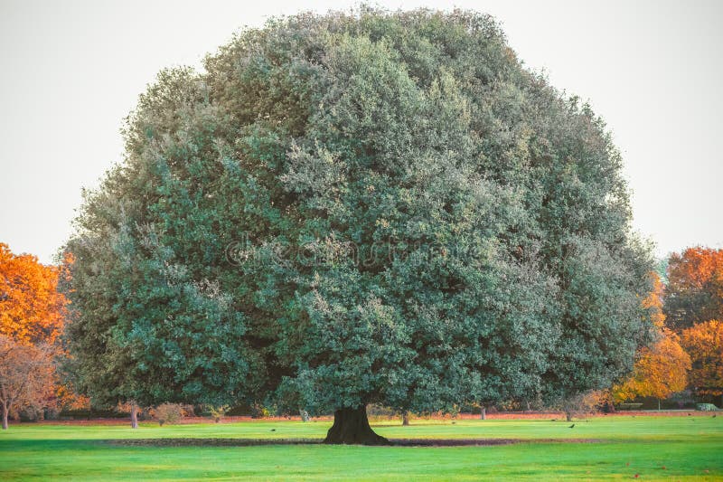 Big Oak Tree in Greenwich Park, London, England Stock Image - Image of ...