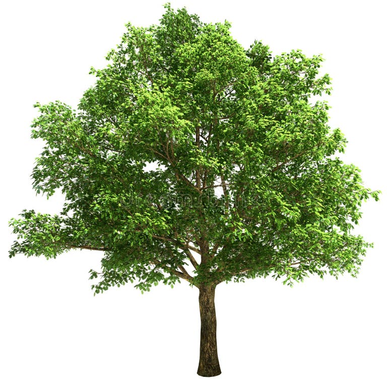 Oak Tree Clipart Stock Illustrations – 8,046 Oak Tree Clipart Stock ...