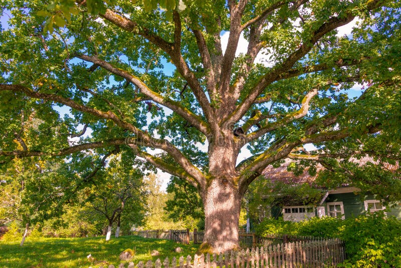 Big Oak Tree in the Park at a Day Stock Image - Image of bright, green ...