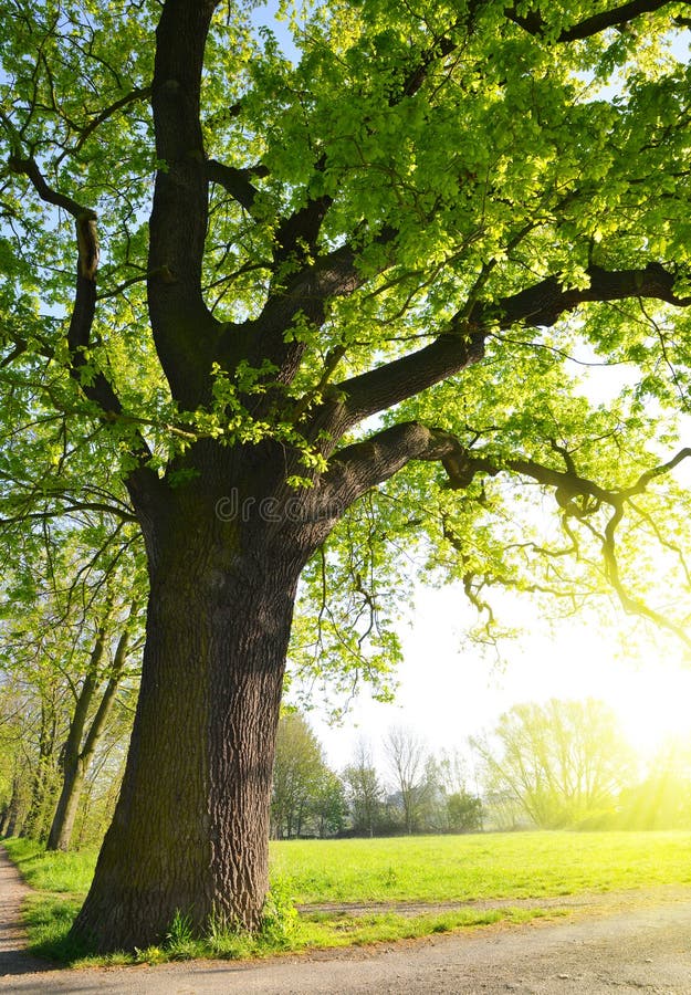 Big oak tree in the park. stock image. Image of environment - 71620475
