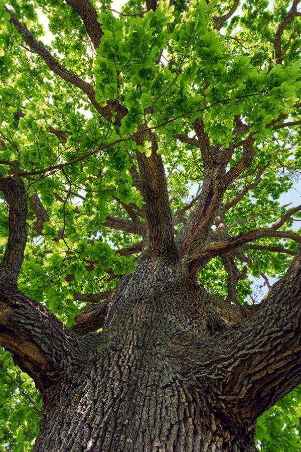 Big Oak Tree Seen from Below Stock Image - Image of landscape, summer ...