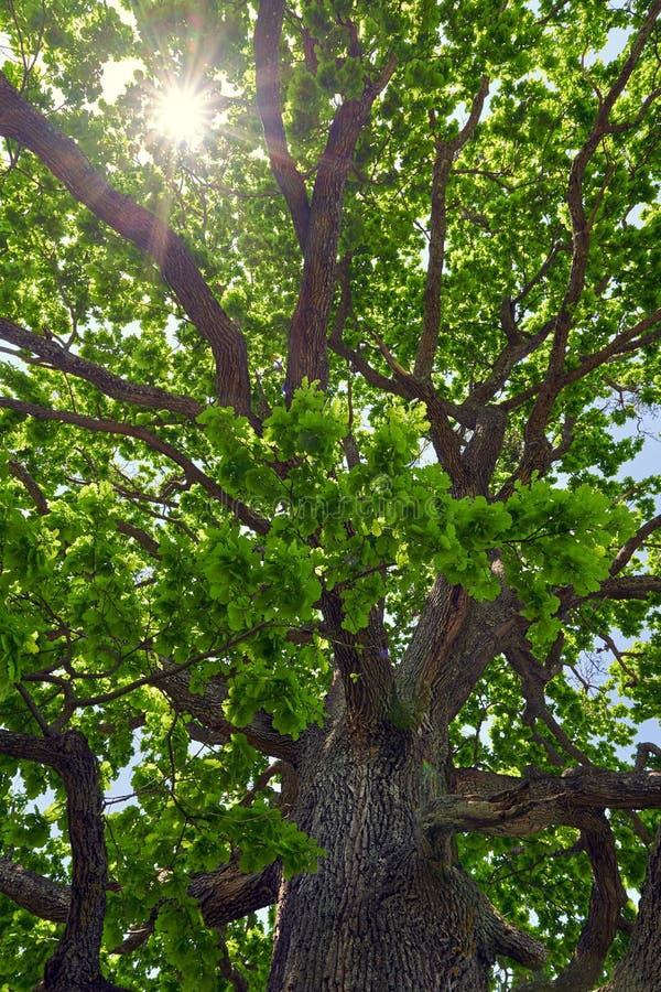 Big Oak Tree Seen from Below Stock Image - Image of texture ...