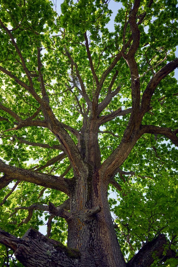 Big Oak Tree Seen from Below Stock Image - Image of enormous, leaves ...