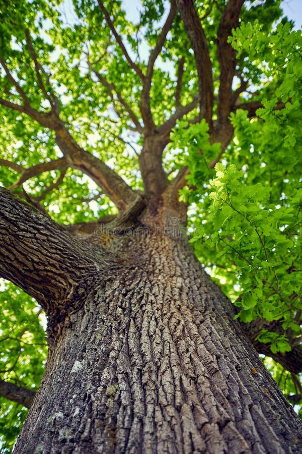 Big Oak Tree Seen from Below Stock Image - Image of grass, forest ...
