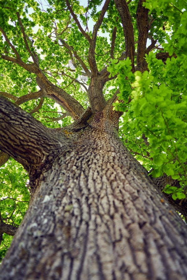 Big Oak Tree Seen from Below Stock Image - Image of grass, forest ...