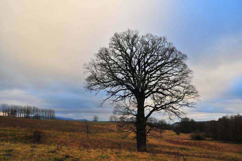 Big Oak Tree Standing Alone in the Meadow. Stock Image - Image of ...