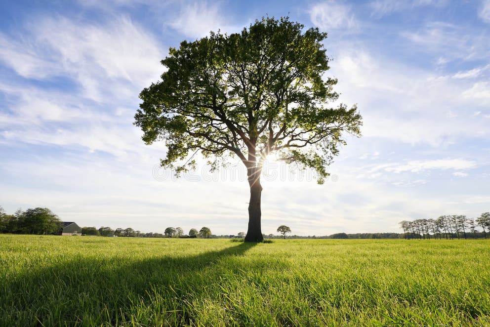 Big oak tree and sunshine stock image. Image of field - 150913487