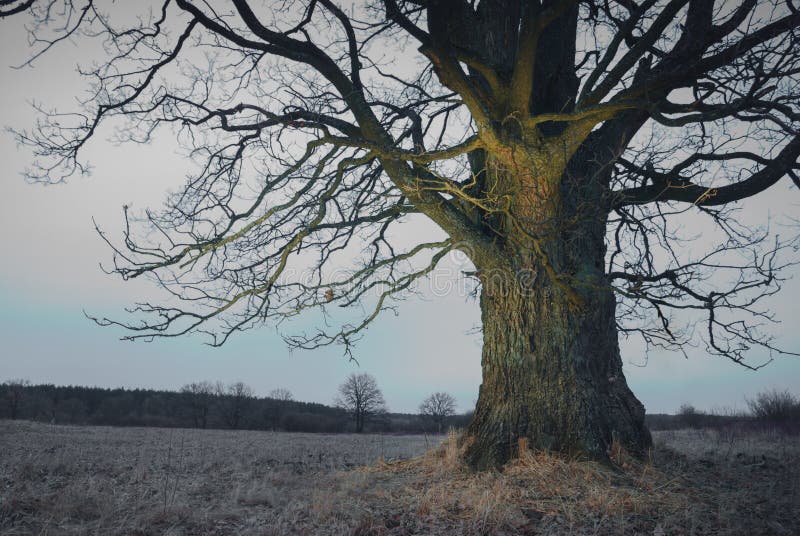 Big oak tree in a valley. stock image. Image of tree - 69329429
