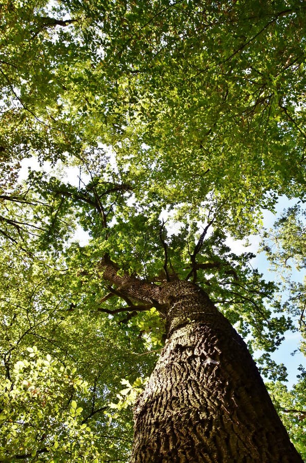 Big oak tree stock image. Image of green, tall, summer - 126240061