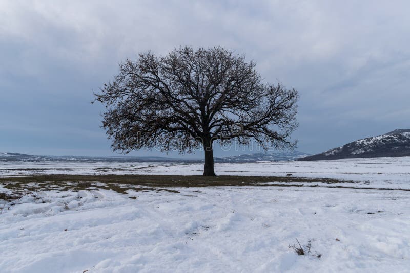 The Big Oak Tree in Winter Season. Stock Image - Image of romania, view ...