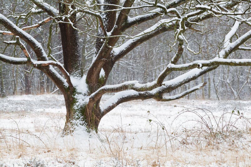 Big Oak Tree in Winter Snow Stock Photo - Image of forest, dutch: 65973308