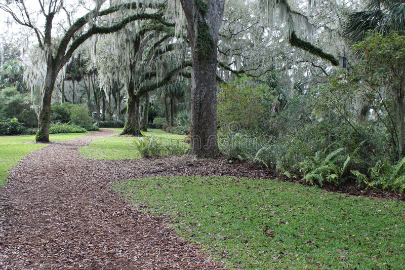 Big Oak Trees with Dirt Path Way Stock Image - Image of trail, woodland ...
