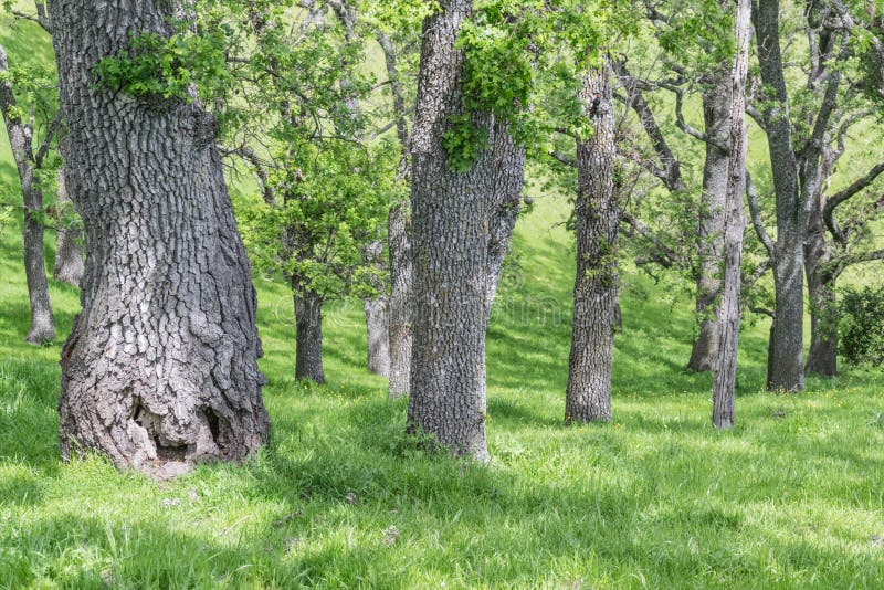 Big Oak Trunk stock photo. Image of landscape, background - 90816256