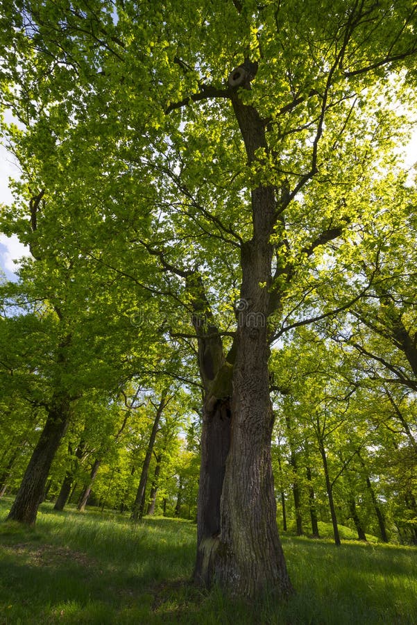 Green spring forest stock photo. Image of canada, outside - 14763888