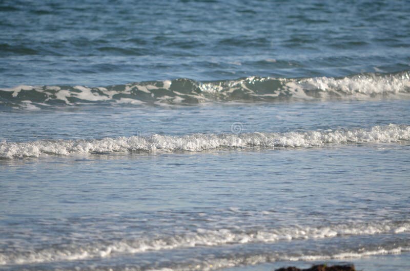 Freams Dogs Stock Photos - Free & Royalty-Free Stock Photos from Dreamstime