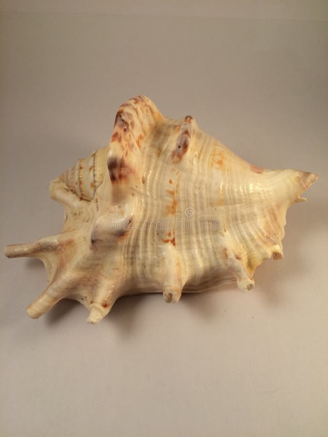 Big ocean sea shell stock photo. Image of marine, weather - 52526682