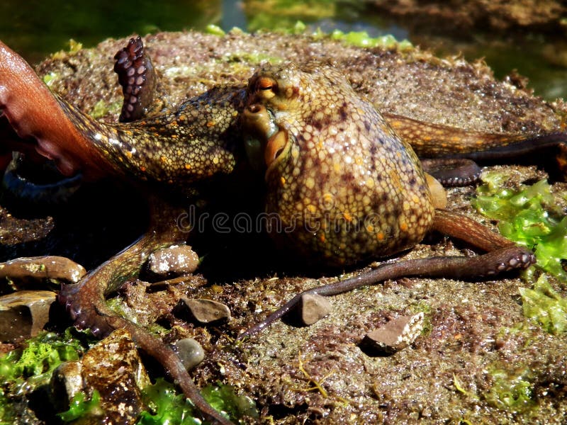 Big Octopus Sunbathing in a Rock while Taking a Nap with Closed Eyes ...