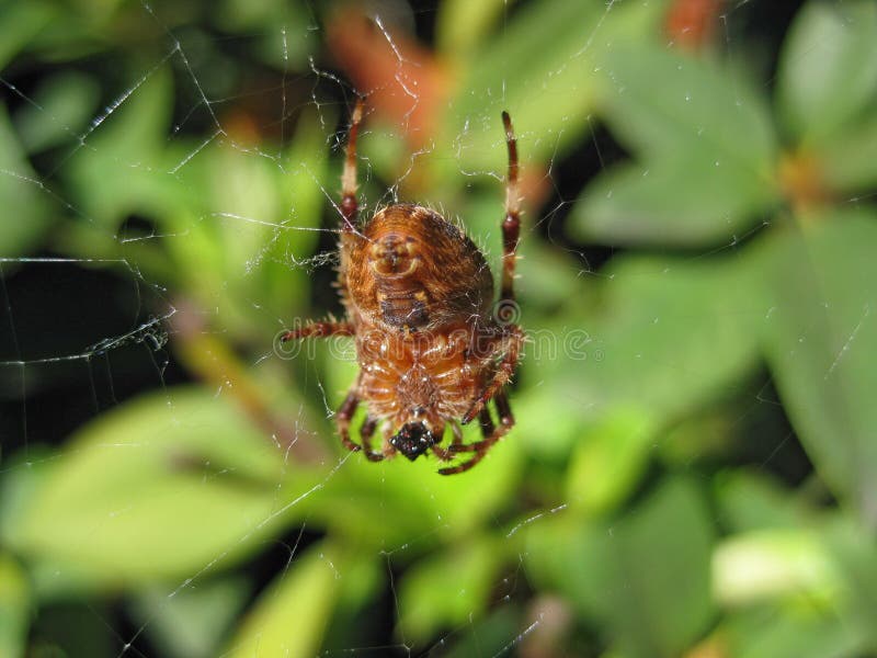 Big Ol Spider macro stock image. Image of hair, attack - 11529011