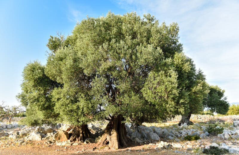Big and Old Ancient Olive Tree in the Olive Garden Stock Image - Image ...