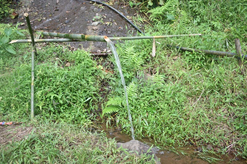 Big Old Banyan Tree and Beautiful Springs. Stock Photo - Image of green ...