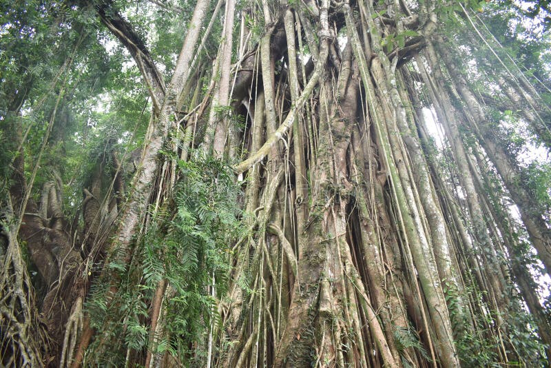 Big Old Banyan Tree and Beautiful Springs. Stock Photo - Image of ...
