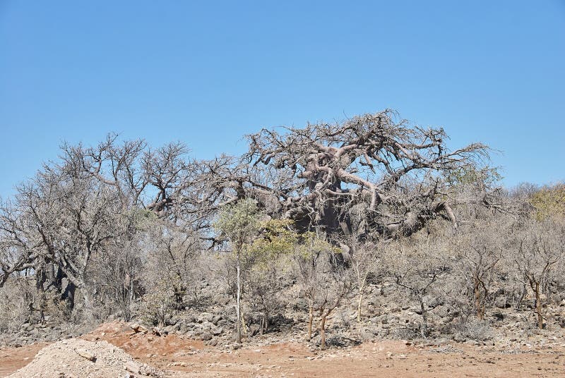 Big Old Baobab Tree in Northern Namibia Stock Photo - Image of ancient ...