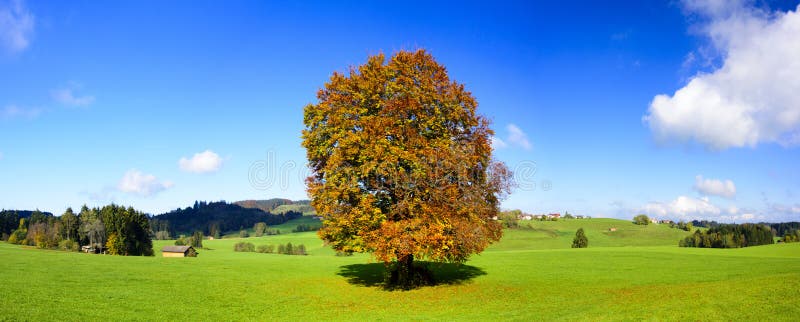 Big Old Beech Tree at Autumn Stock Image - Image of branch, clear: 64063689