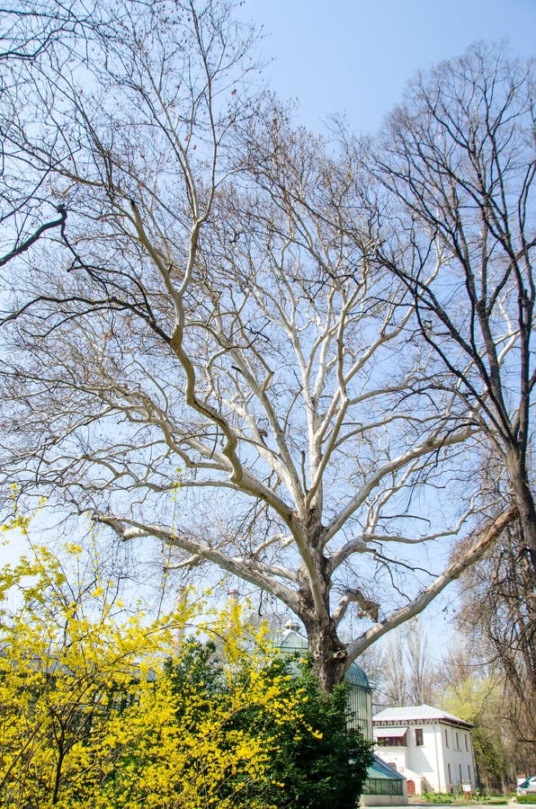 Big old birch tree stock image. Image of nature, isolated - 39193311