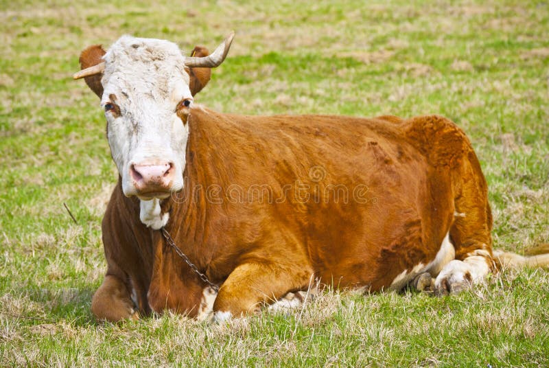 Big old cow resting stock image. Image of farm, stay - 19030251