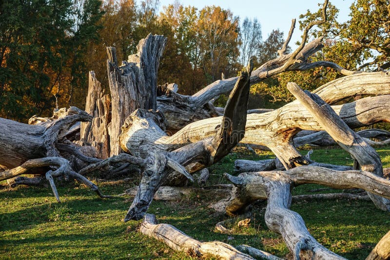 Big Old Dead Oak Trunk at the Ground in Sunset Stock Image - Image of ...