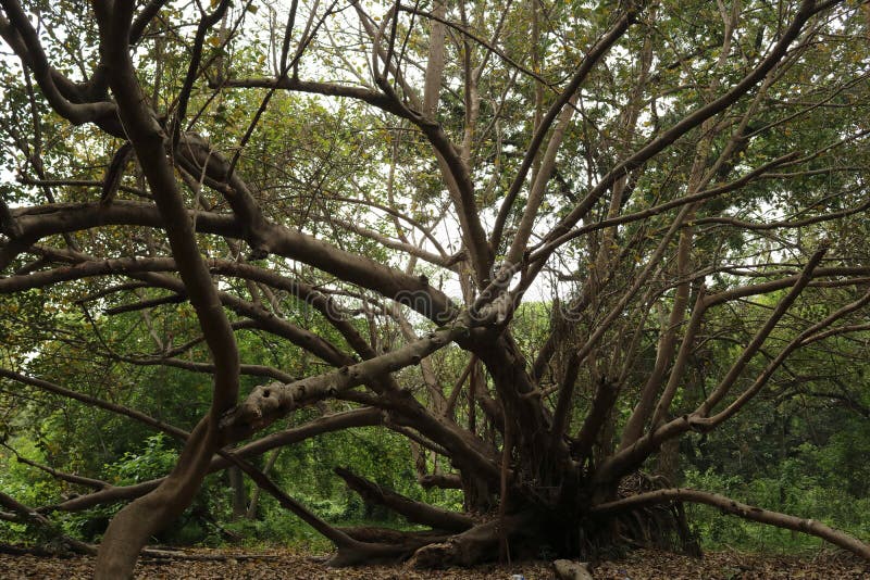 Big Old Dead Tree in Forest Stock Photo - Image of environment, park ...