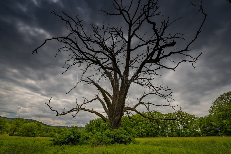 A Big Old Dead Tree in Spring Landscape Stock Photo - Image of meadow ...