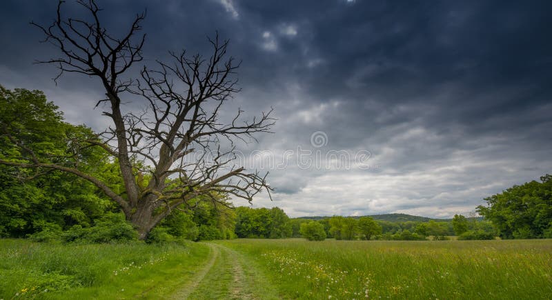 A Big Old Dead Tree in Spring Landscape Stock Image - Image of park ...