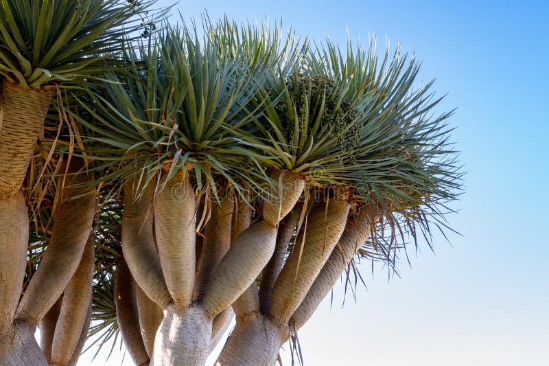 Big Old Dragon Tree Growing on Tenerife Stock Image - Image of plant ...