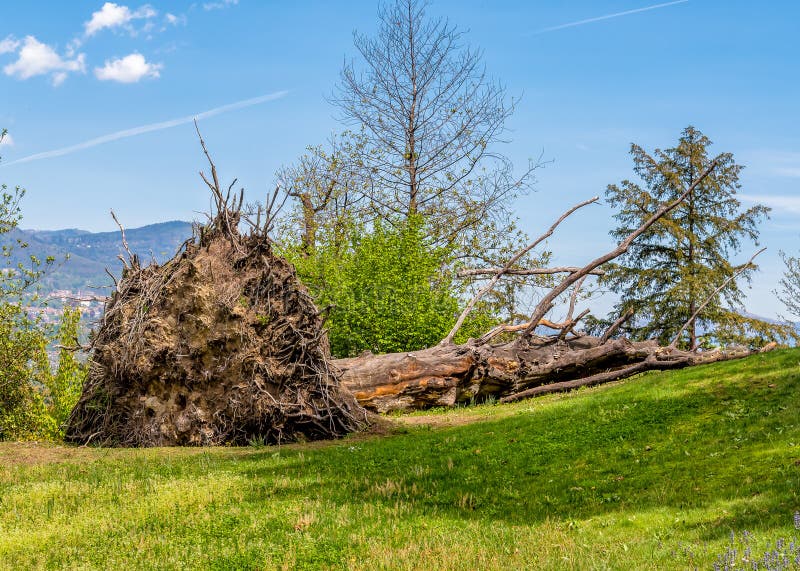 Big Old Fallen Tree on a Ground. Stock Photo - Image of broken ...