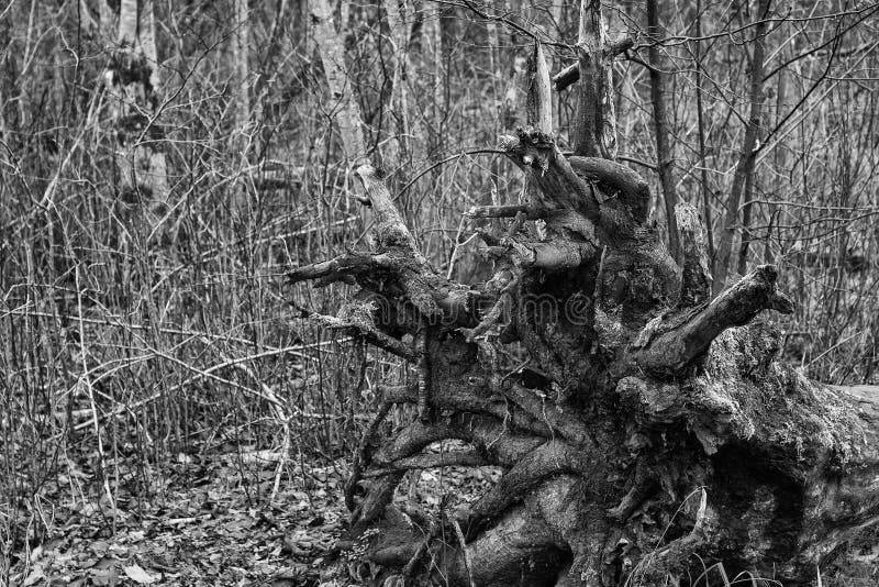 A Big Old Fallen Tree Roots in the Forest Stock Photo - Image of dark ...
