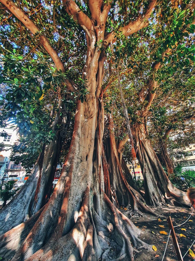 Big Old Ficus Tree in Alicante Spain Stock Photo - Image of ficus, park ...
